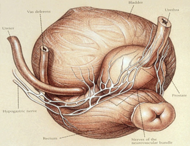 Comprehensive Prostate Cancer Guide All You Need To Know